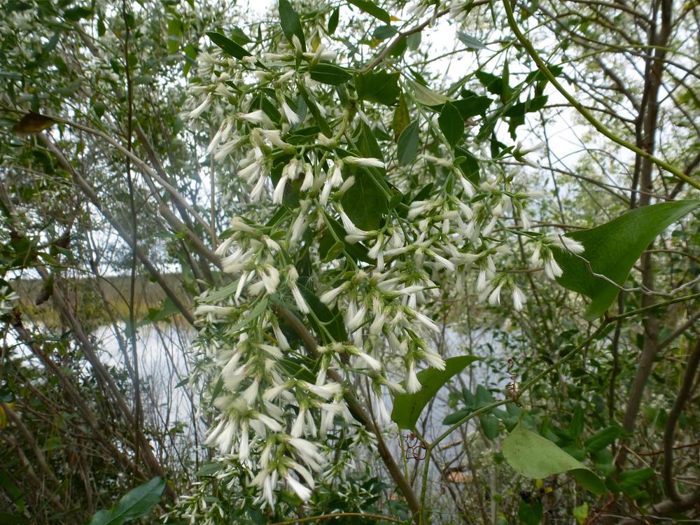 Photo of the habitat view of Sea Myrtle (Baccharis halimifolia) posted ...
