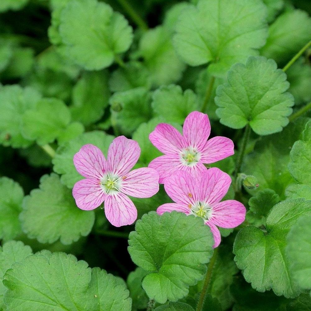 Photo of the bloom of Dwarf Geranium (Erodium reichardii) posted by ...