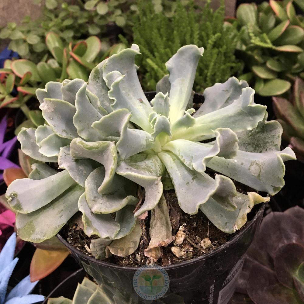 Photo of the entire plant of Conchita (Echeveria 'Arctic Lace') posted ...