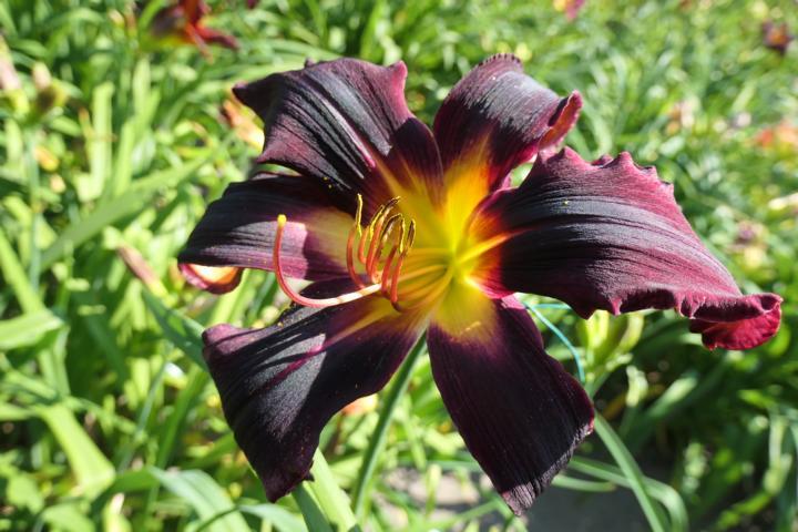 Photo of the bloom of Daylily (Hemerocallis 'Blackberry Dragon') posted ...