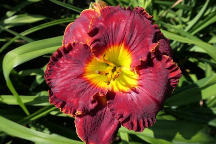 Daylily (Hemerocallis 'Beyond Eden') in the Daylilies Database - Garden.org