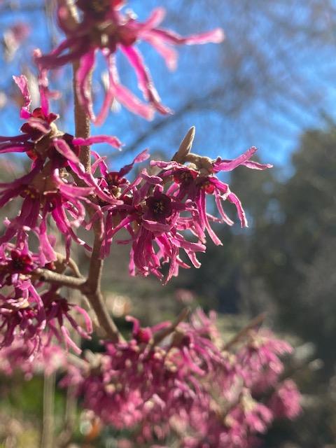 Photo of the bloom of Witch Hazel (Hamamelis 'Amethyst') posted by SL ...
