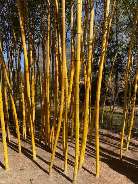 Pigskin Bamboo (Phyllostachys viridis 'Robert Young') - Garden.org