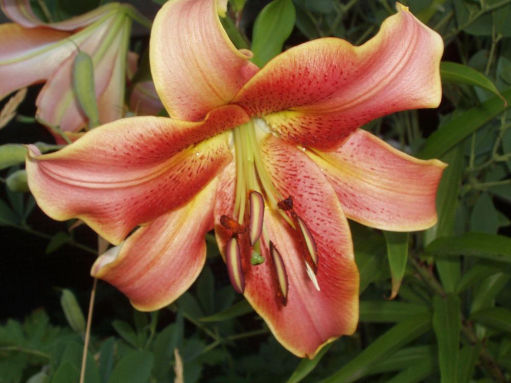 Photo of the bloom of Lily (Lilium 'Red Hot') posted by Joy - Garden.org