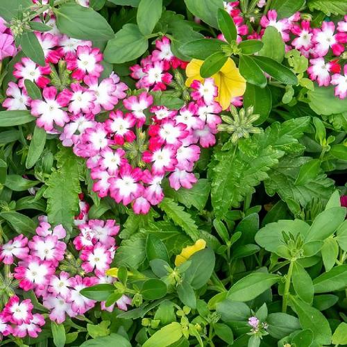 Verbena (Verbena x hybrida Obsession™ Twister Red) - Garden.org