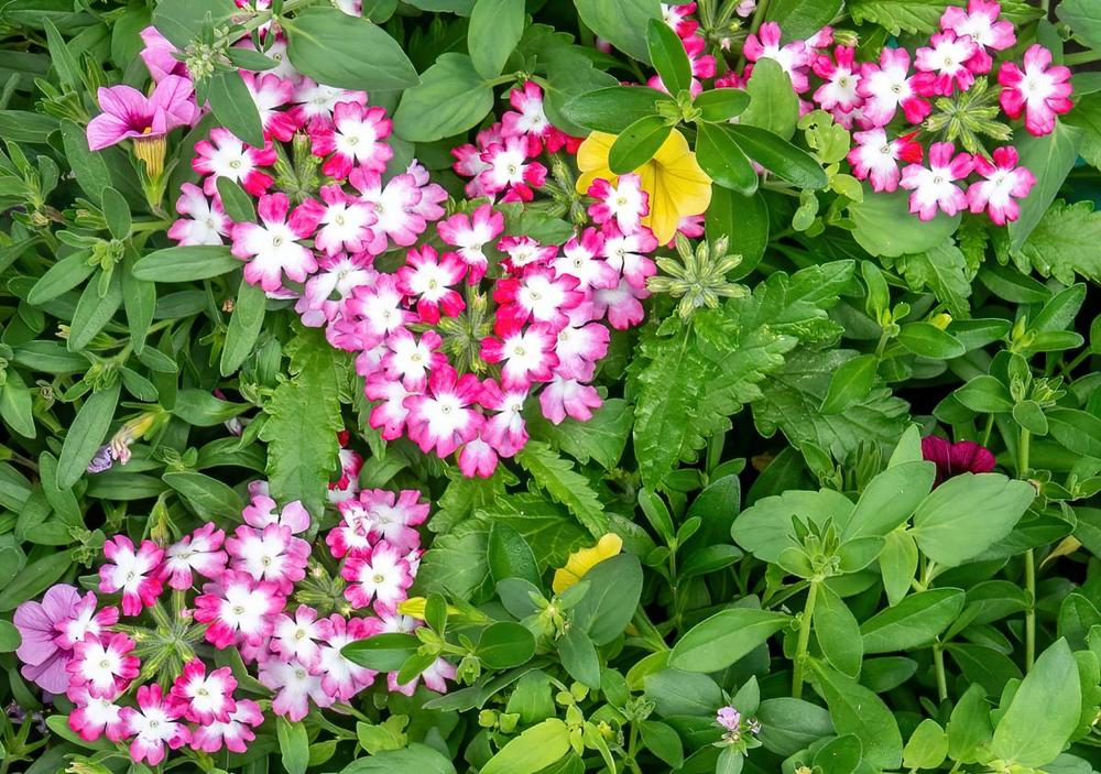 Verbena (Verbena x hybrida Obsession™ Twister Red) - Garden.org
