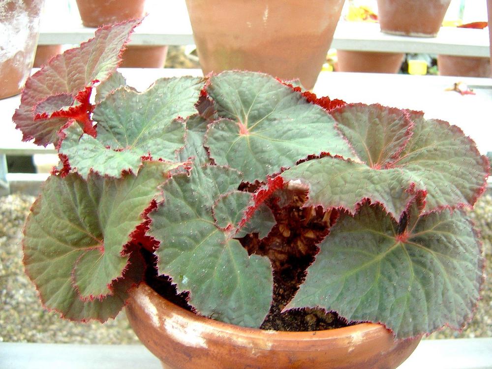 Rex-Cultorum Begonia (Begonia 'Midnight Magic') in the Begonias ...
