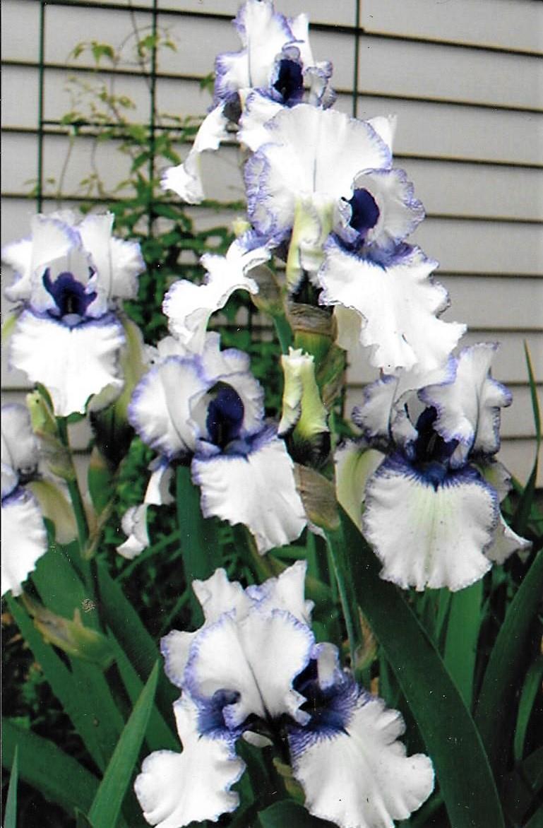 Photo of the entire plant of Tall Bearded Iris (Iris 'Rare Treat ...