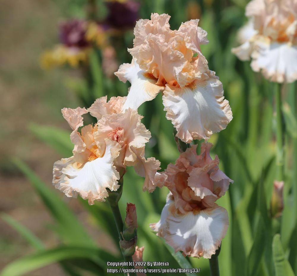 Tall Bearded Iris (Iris 'Debutante's Lace') in the Irises Database ...