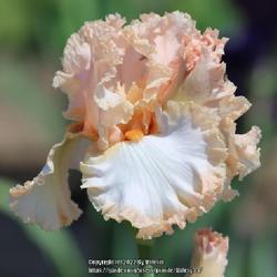 Tall Bearded Iris (Iris 'Debutante's Lace') in the Irises Database ...