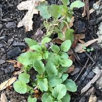 Photo of the entire plant of Pansy (Viola x wittrockiana Delta™ Monet ...