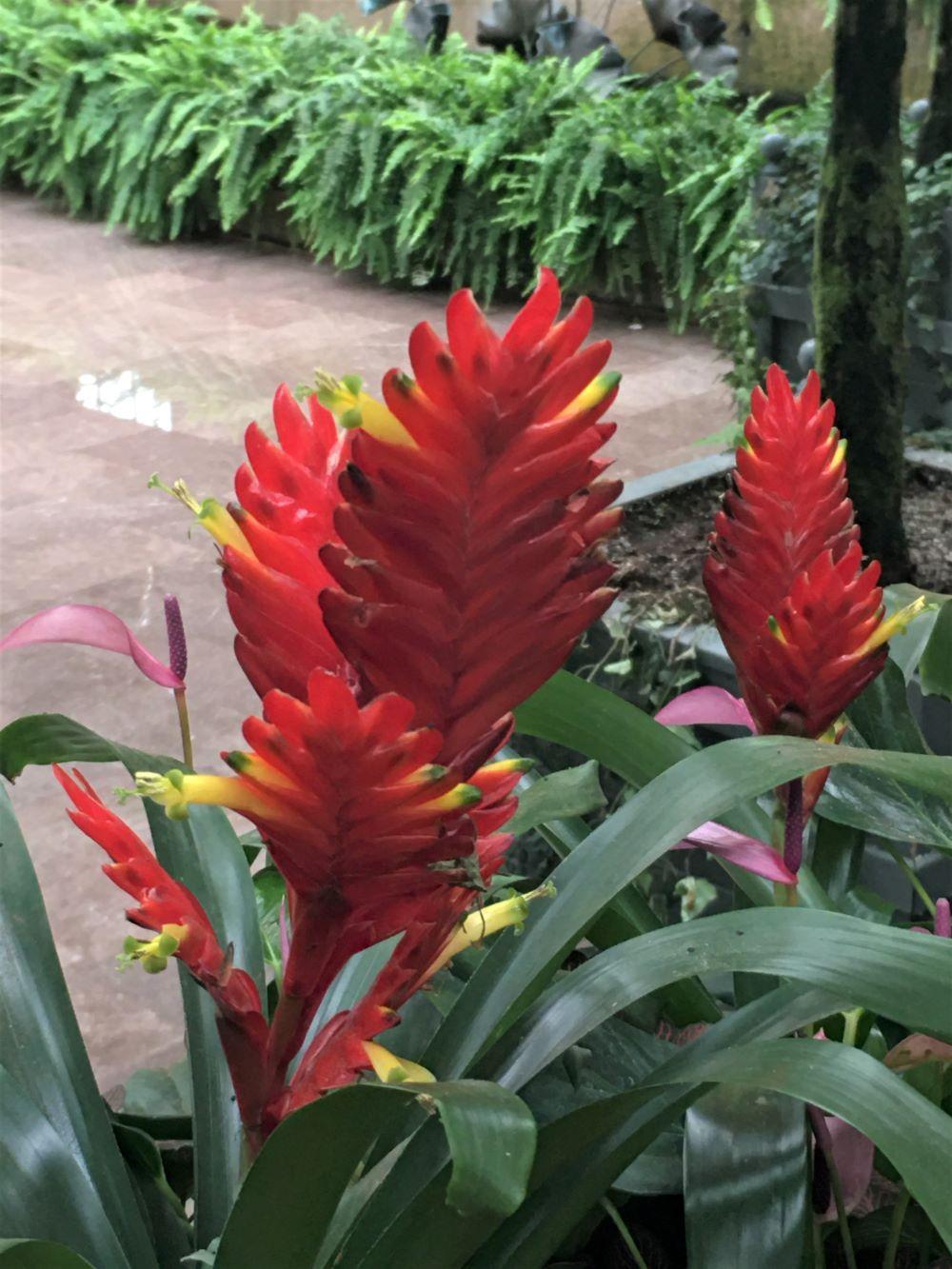 Photo of the bloom of Bromeliad (Vriesea 'Christiane') posted by ...