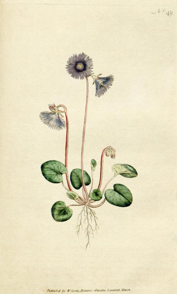 Alpine Snowbell (Soldanella alpina) - Garden.org