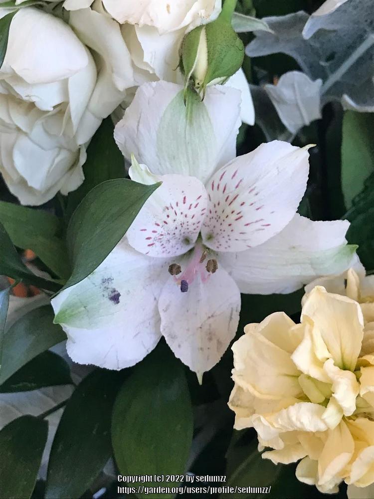 Peruvian Lily (Alstroemeria Inticancha® Magic White) in the Peruvian ...
