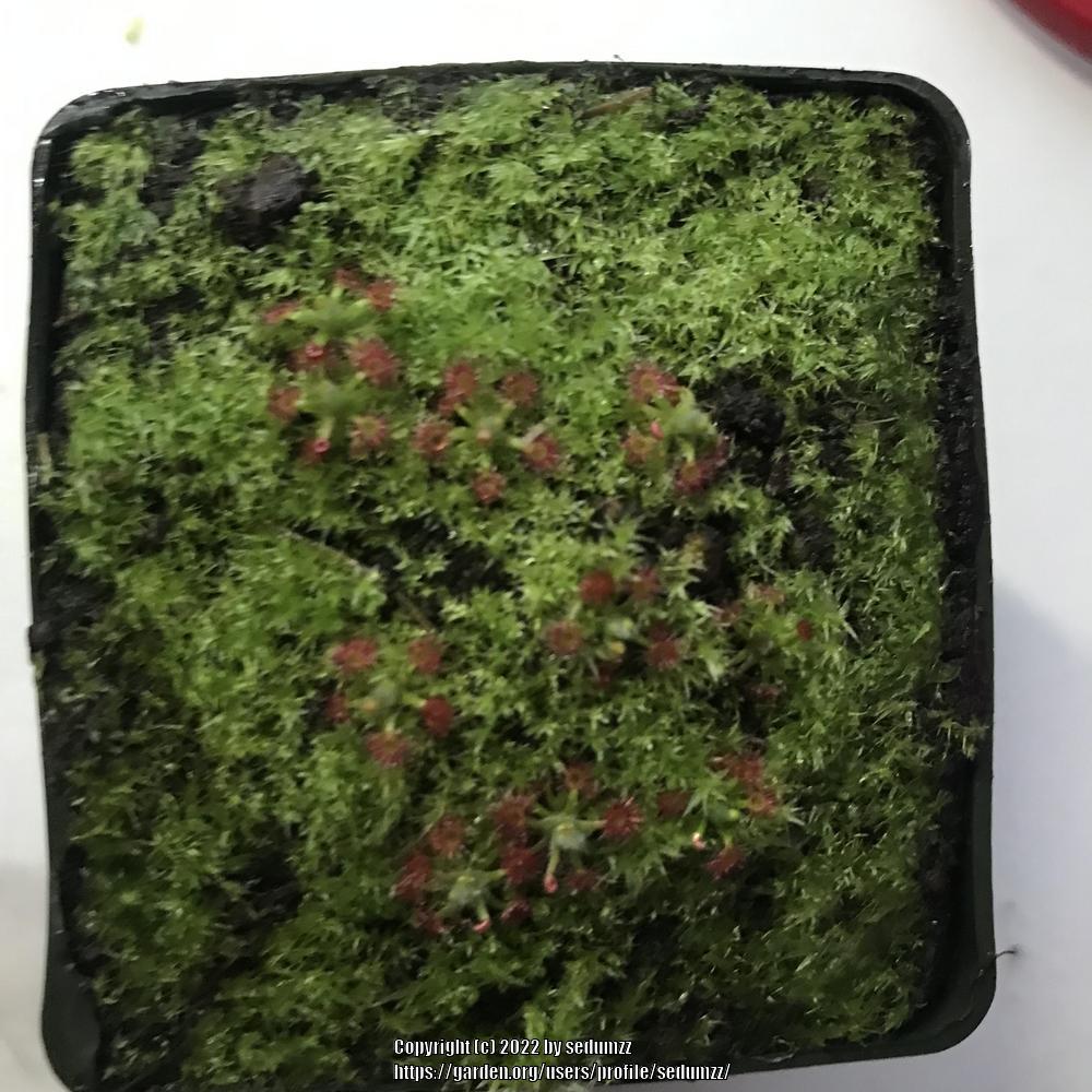 Photo of the entire plant of Pygmy Sundew (Drosera 'Dork's Pink ...