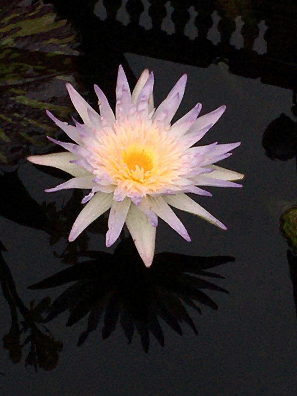 Photo of the bloom of Tropical Day Blooming Water Lily (Nymphaea ...