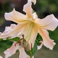 Lily (Lilium 'Elusive') in the Lilies Database - Garden.org
