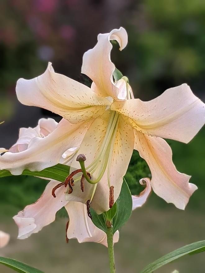 Photo of the bloom of Lily (Lilium 'Elusive') posted by Joy - Garden.org