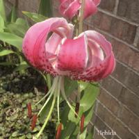 Photo of the bloom of Lily (Lilium speciosum var. speciosum 'Uchida ...