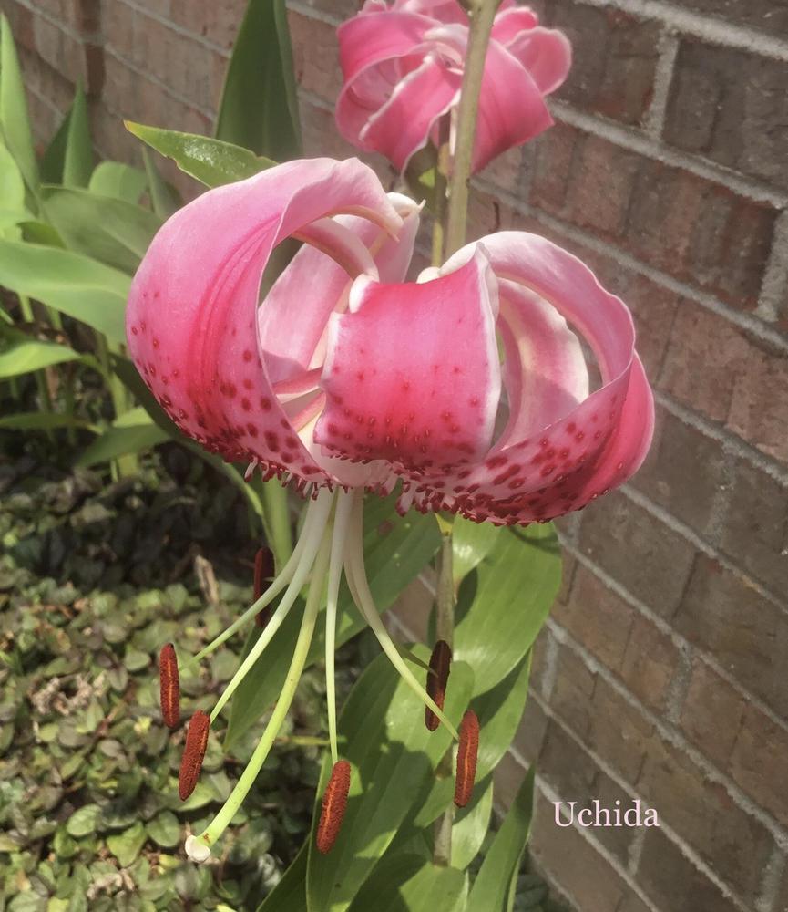 Photo of the bloom of Lily (Lilium speciosum var. speciosum 'Uchida ...