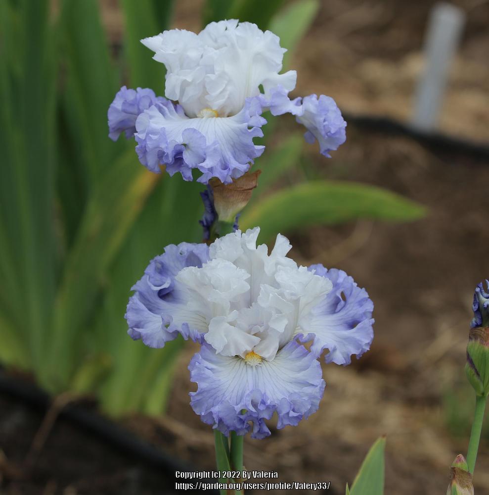 Photo of the bloom of Tall Bearded Iris (Iris 'Caribbean Queen') posted ...