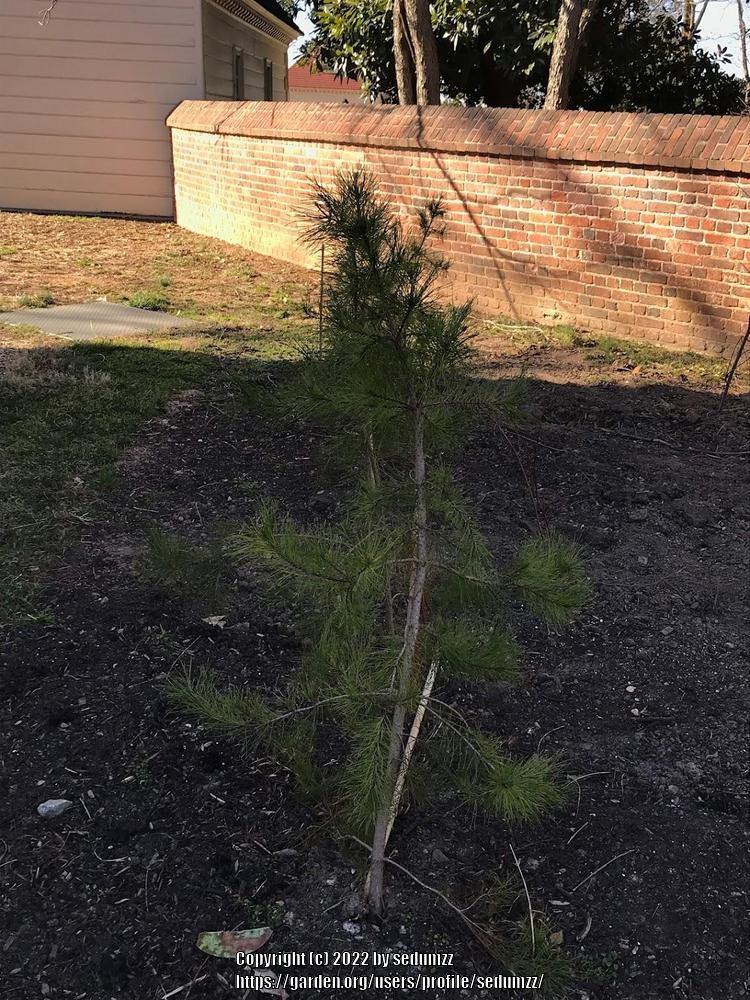 Photo of the entire plant of Scrub Pine (Pinus virginiana) posted by ...