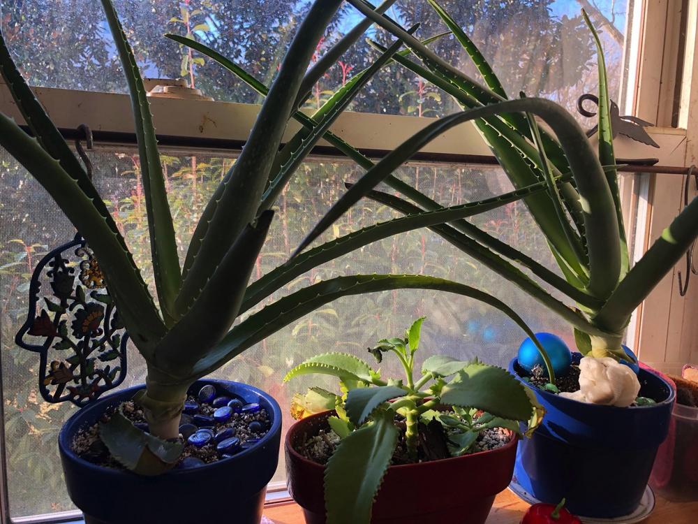 Aloe help in the Ask a Question forum - Garden.org