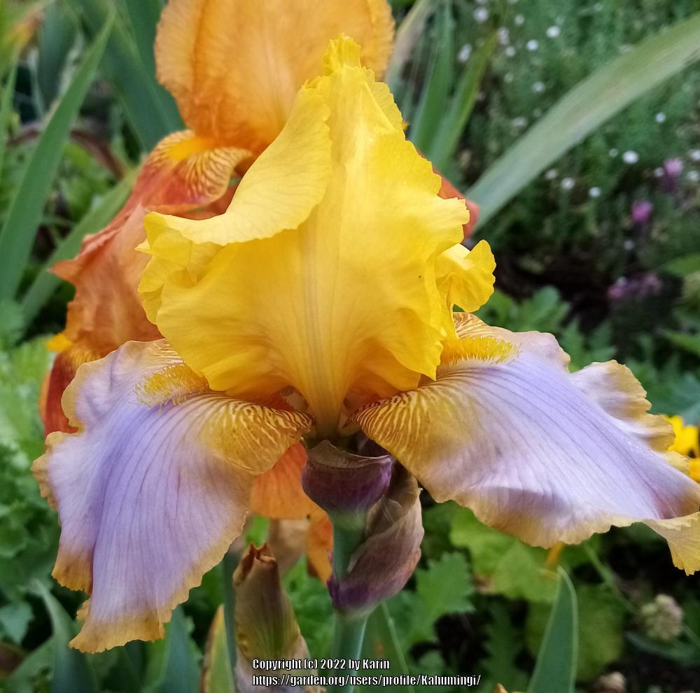 Tall Bearded Iris (Iris 'Twilight Harmony') in the Irises Database ...