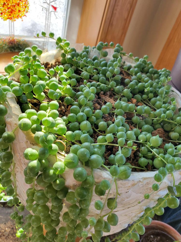 Photo of the entire plant of String of Pearls (Curio rowleyanus) posted ...
