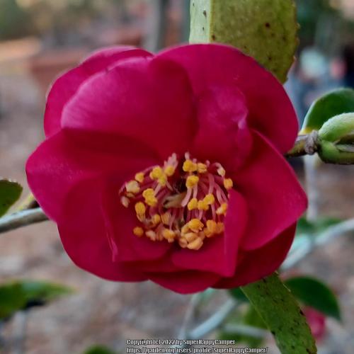 Camellia October Magic® Ruby in the Camellias Database - Garden.org
