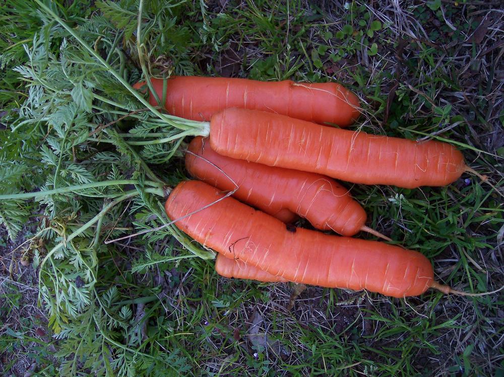 Photo of the roots of Carrot (Daucus carota subsp. sativus 'Speedo ...