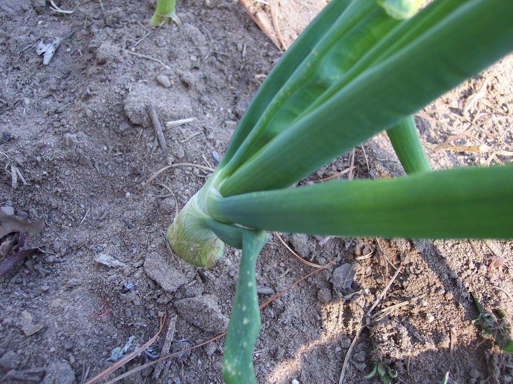 Photo of the entire plant of Short Day Onion (Allium cepa 'Fast Track ...