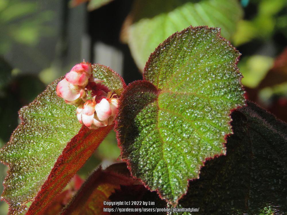 Photo of the closeup of buds, sepals and receptacles of Begonia ...