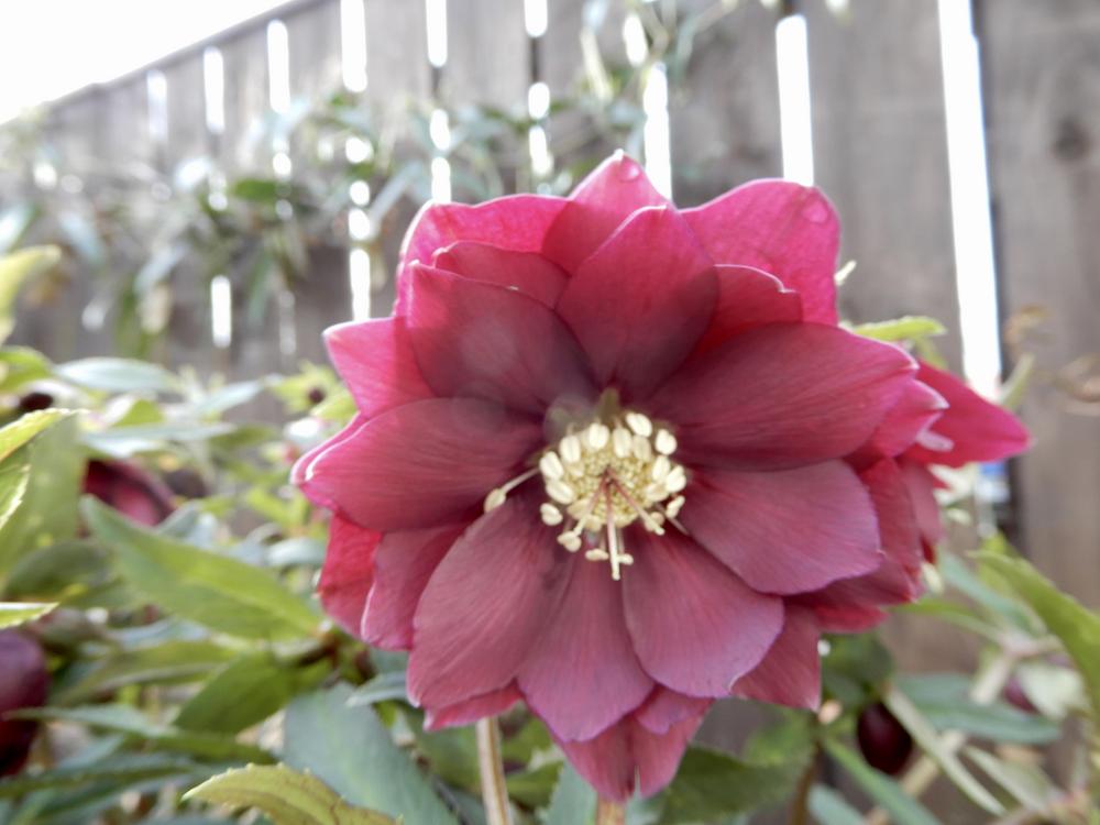 Hellebore (Helleborus x hybridus 'Double Red') in the Hellebores ...