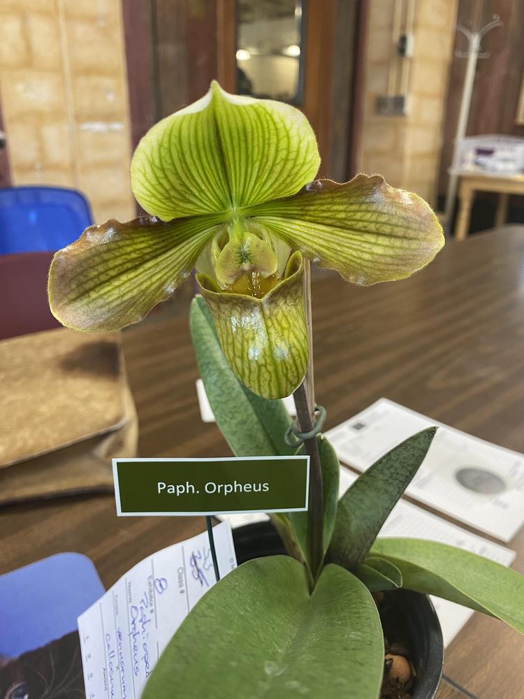 Slipper Orchid (Paphiopedilum Orpheus) - Garden.org