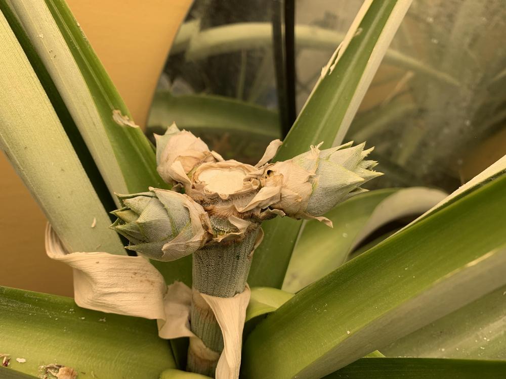 Pineapple fruit stalk under removed pineapple is budding with 3 buds ...