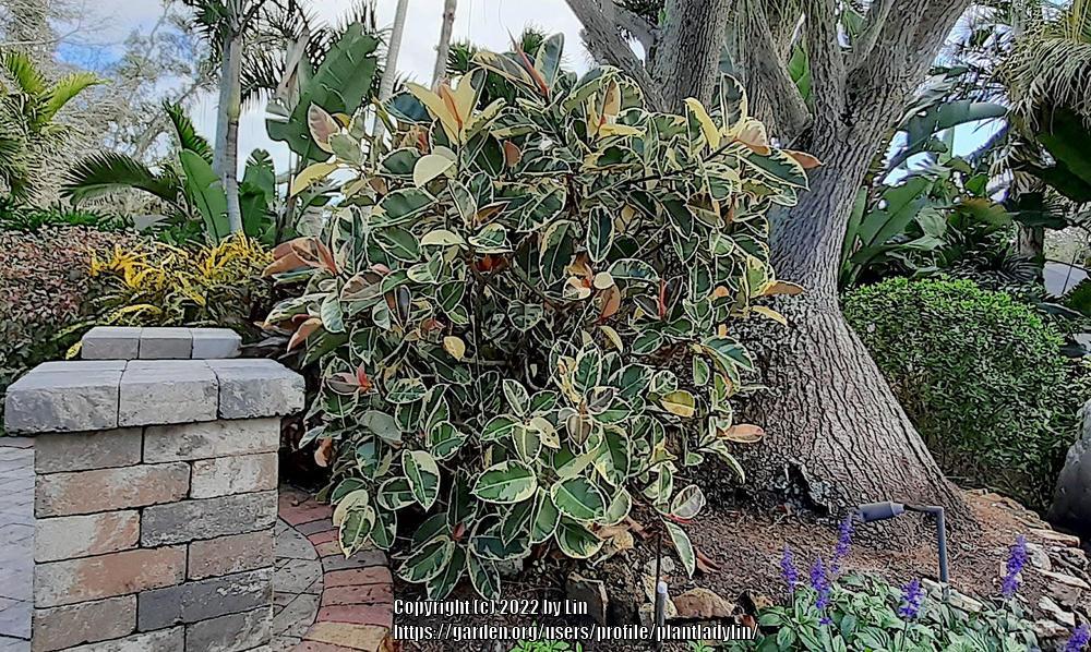 Rubber Tree (Ficus elastica 'Decora') - Garden.org