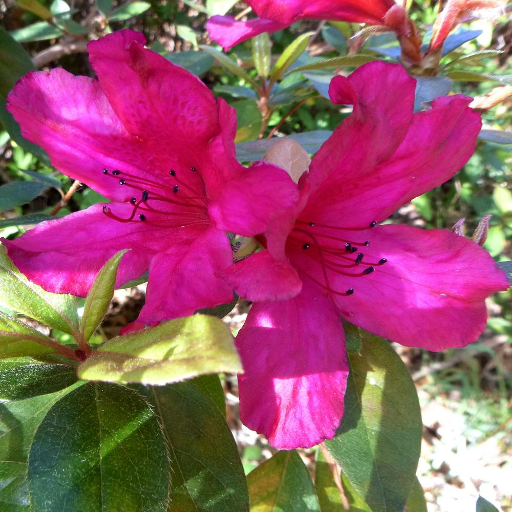 Photo of the stamens, filaments and pistils of Azalea (Rhododendron ...