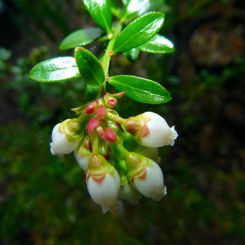 Shiny Blueberry (Vaccinium myrsinites) - Garden.org