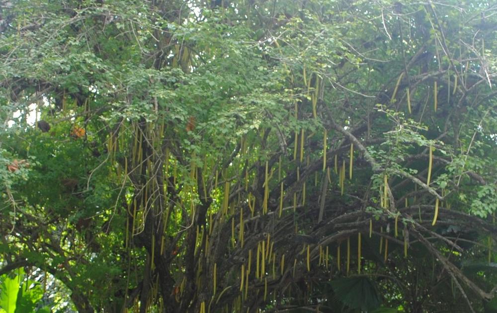 Photo of the fruit of Candle Tree (Parmentiera cereifera) posted by ...