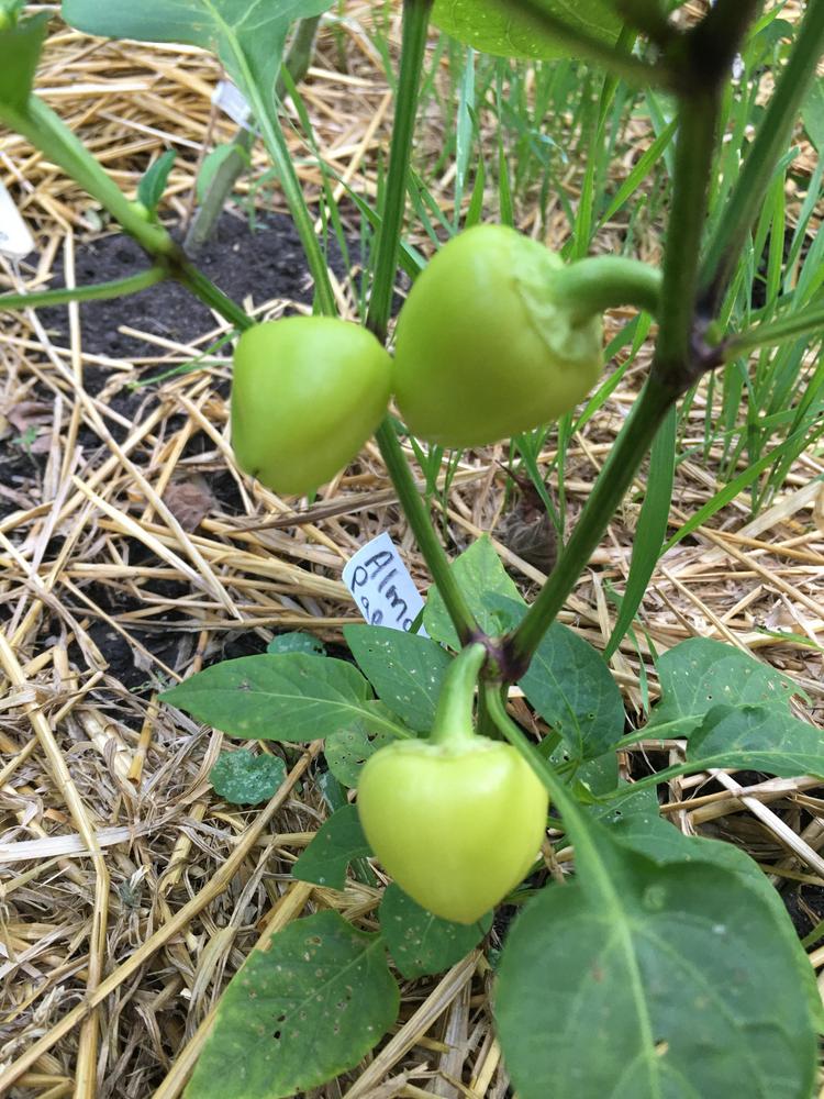 Pepper (Capsicum annuum 'Alma Paprika') in the Peppers Database ...