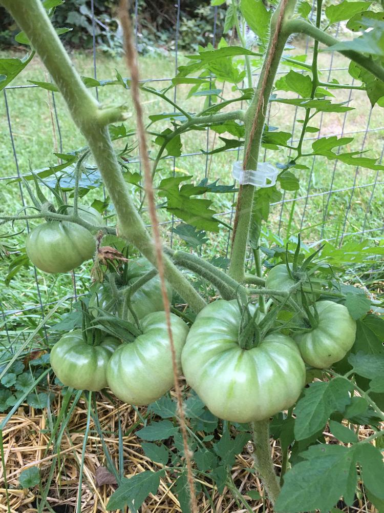 Tomato (Solanum lycopersicum 'White Tomesol') in the Tomatoes Database ...