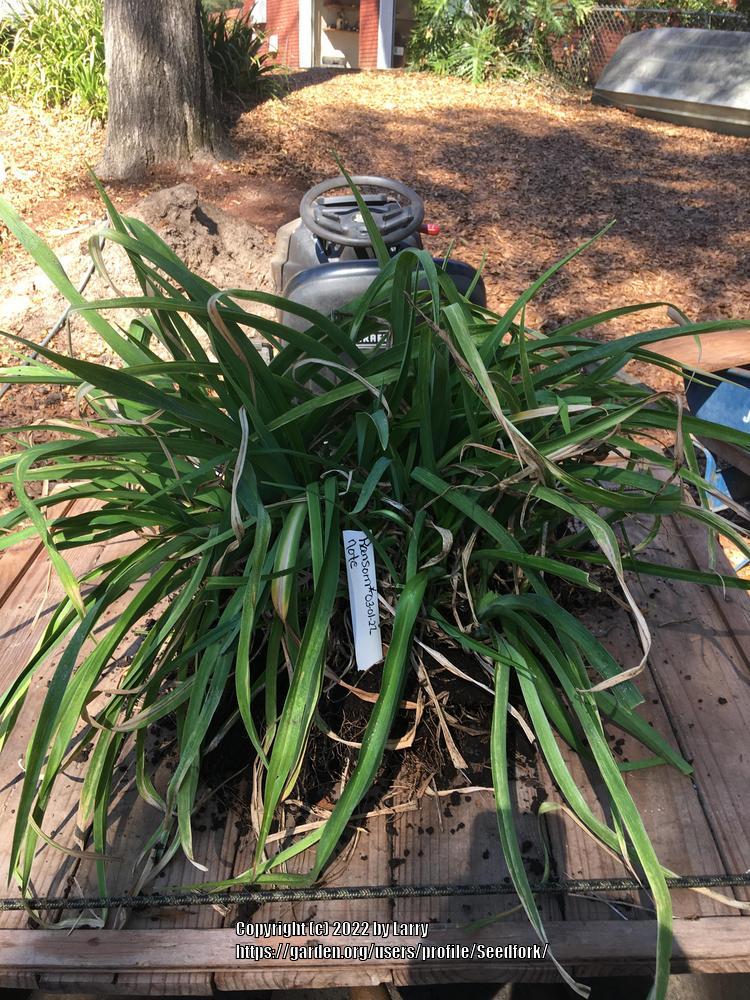 Daylily (Hemerocallis 'Ransom Note') in the Daylilies Database - Garden.org