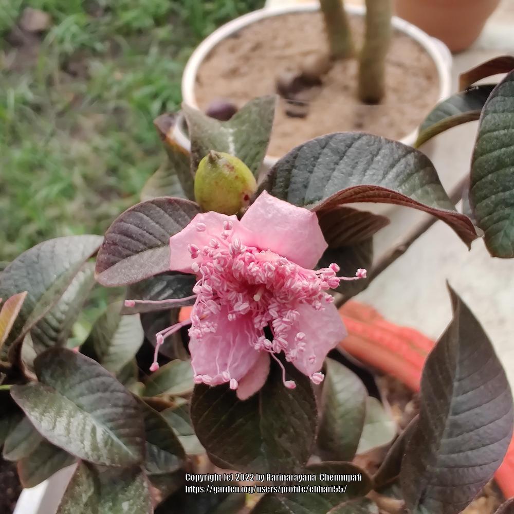 Photo of the bloom of Guava (Psidium guajava 'Pink') posted by chhari55 ...