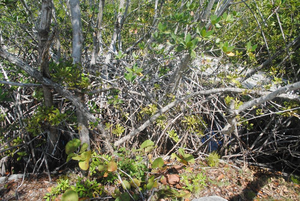 Photo of the stem, scape, stalk or bark of Red Mangrove (Rhizophora ...
