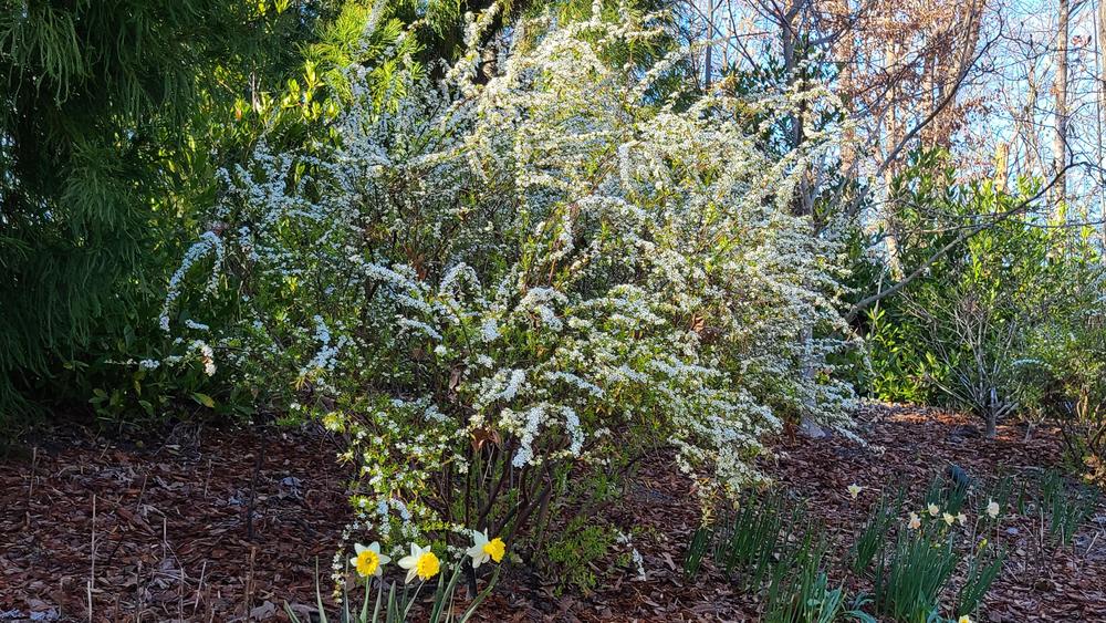 Photo of the entire plant of Spirea (Spiraea thunbergii Mellow Yellow ...