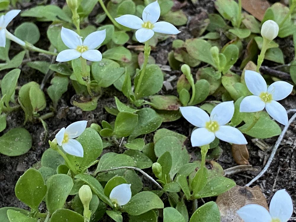 Photo of the entire plant of Innocence (Houstonia procumbens) posted by ...