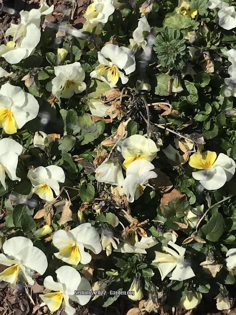 Photo of the entire plant of Pansy (Viola x wittrockiana Cool Wave ...