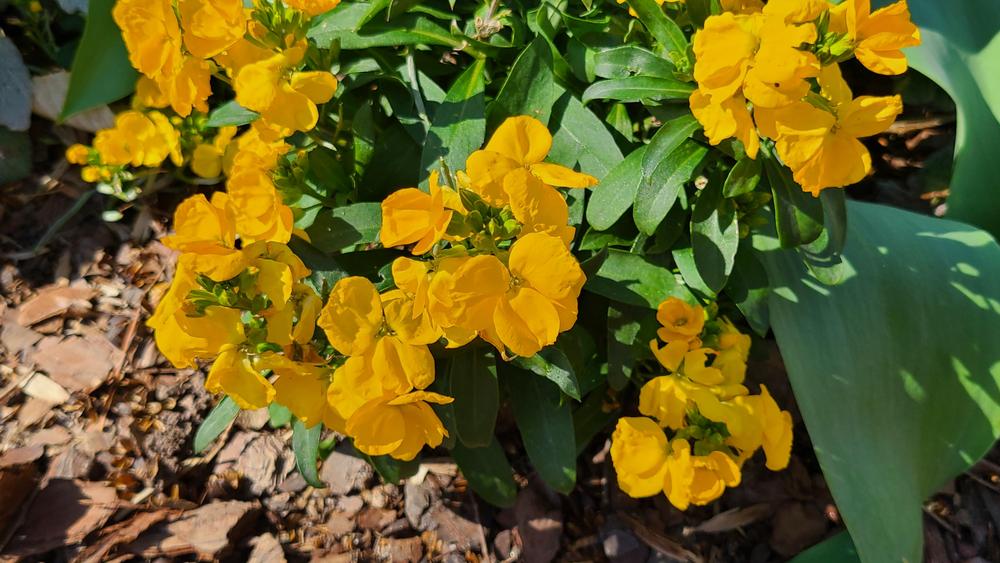 Common Wallflower (Erysimum cheiri Sugar Rush™ Yellow) - Garden.org