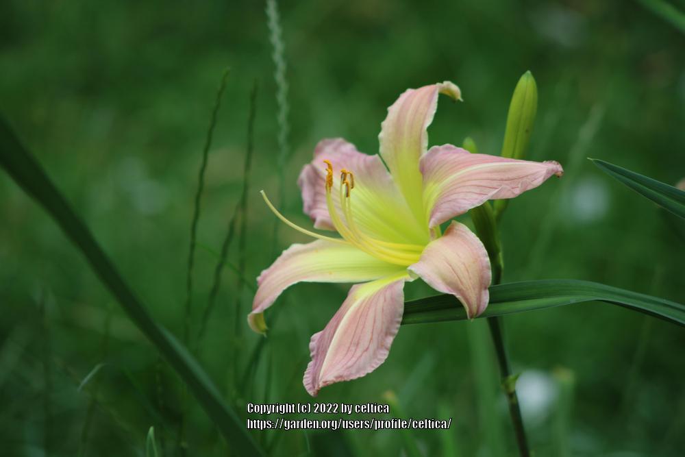 Photo of the bloom of Daylily (Hemerocallis 'Prague Spring') posted by ...